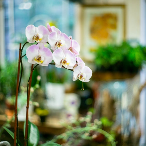 Yoko's Designs in Flowers and Plantings - Flower Store in San Francisco