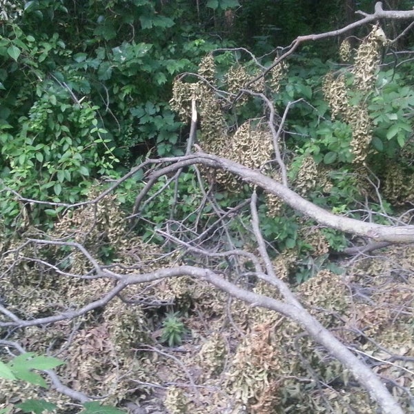 Photos at Anderson Bonner Park - Park