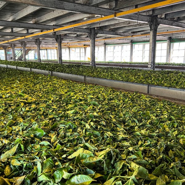 Mackwood Tea Factory - Factory