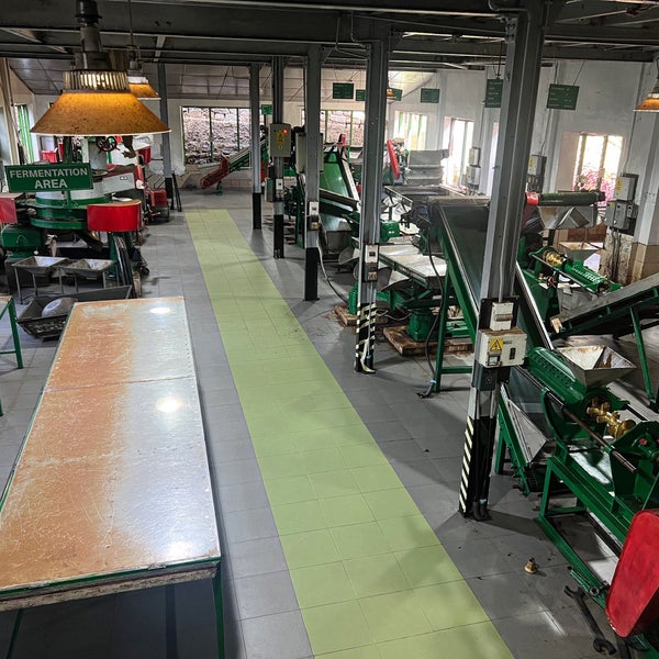 Mackwood Tea Factory - Factory