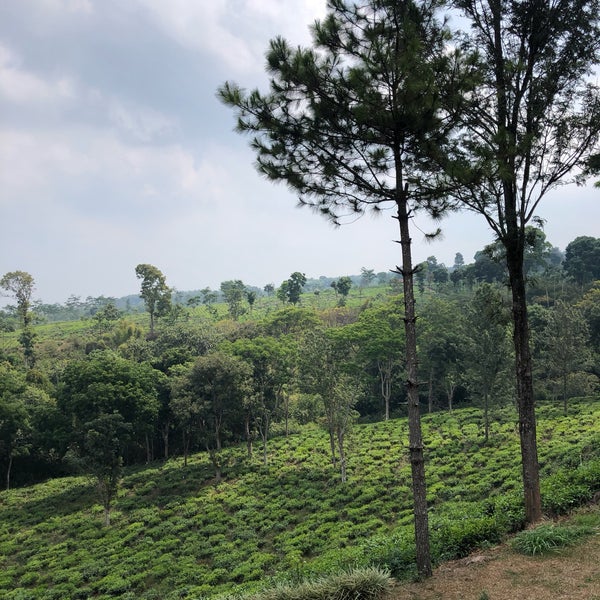 Kebun Teh Wonosari - 31 tips