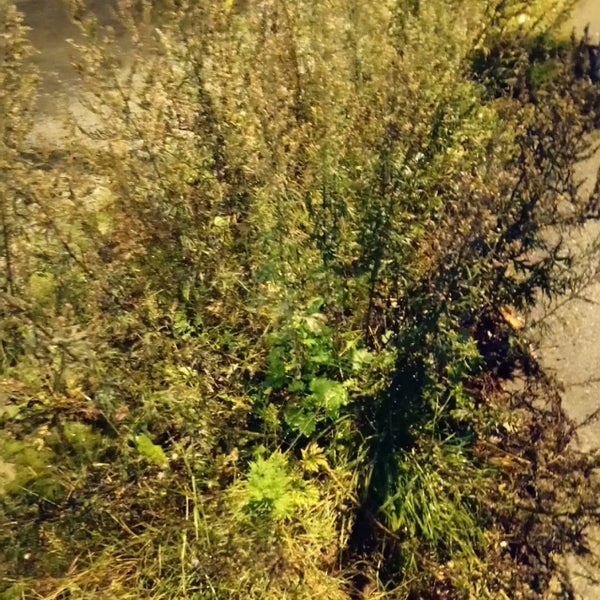 Kalma Saun - Kalamaja - Tallinn, Harju maakond