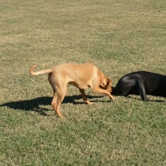 Diogi Dog Park - 500 W Carter Rd