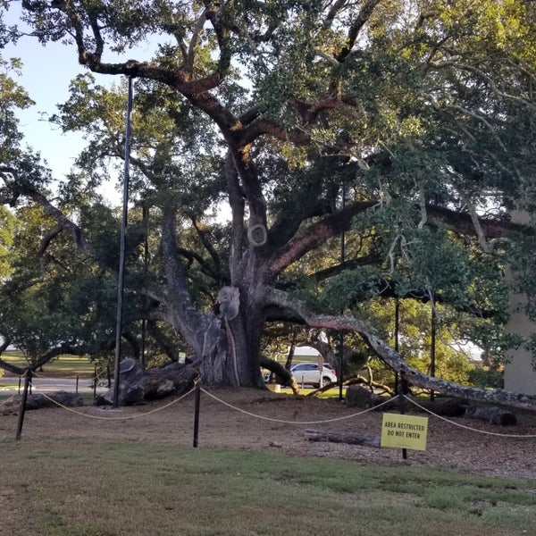 Friendship Oak - Long Beach, MS