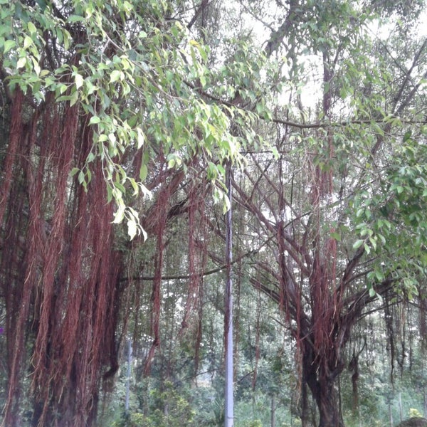Hutan Simpan Kekal Bukit Tundun