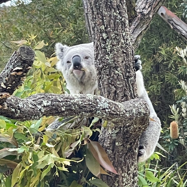 Symbio Wildlife Park - Zoo