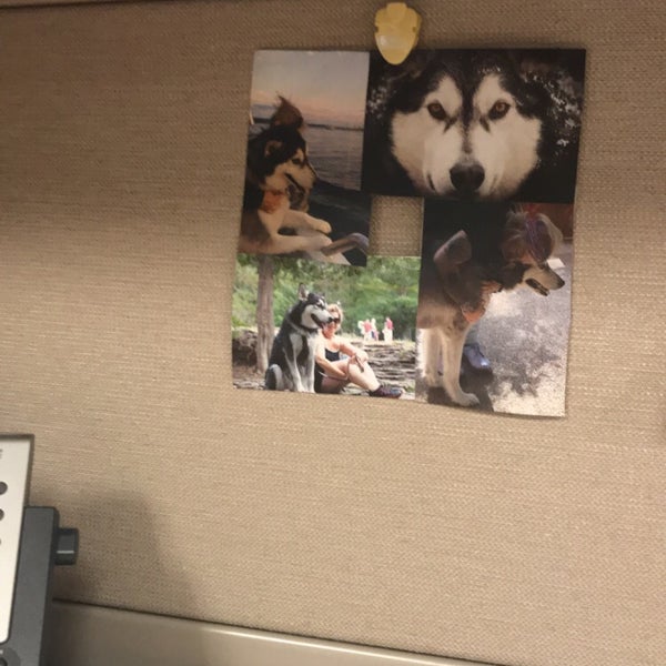Wells Fargo Jack The Dog