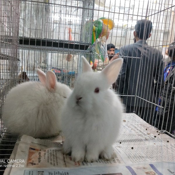 Katabon Pet Market