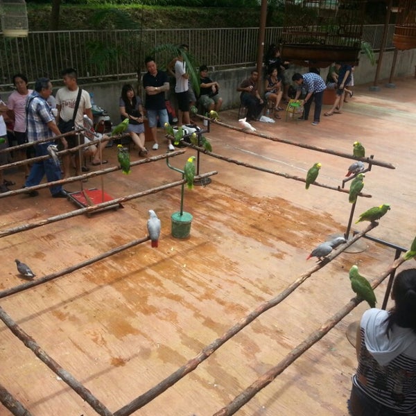 Goodwill Birds Trading