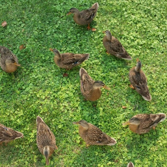 Sparrows Point - Neighborhood in Sparrows Point