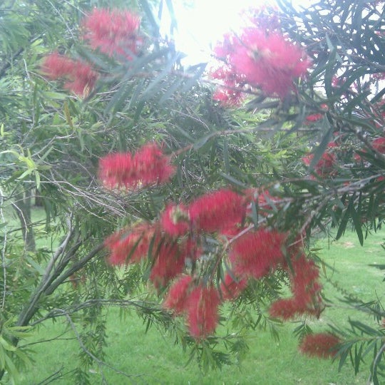 Elsternwick Golf Club - Golf Course