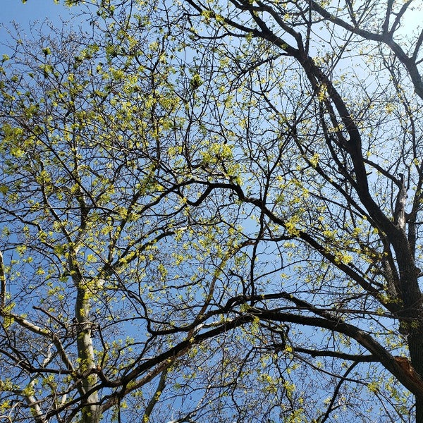 Photos at Gold Star Park - Bella Vista - Southwark - Philadelphia, PA