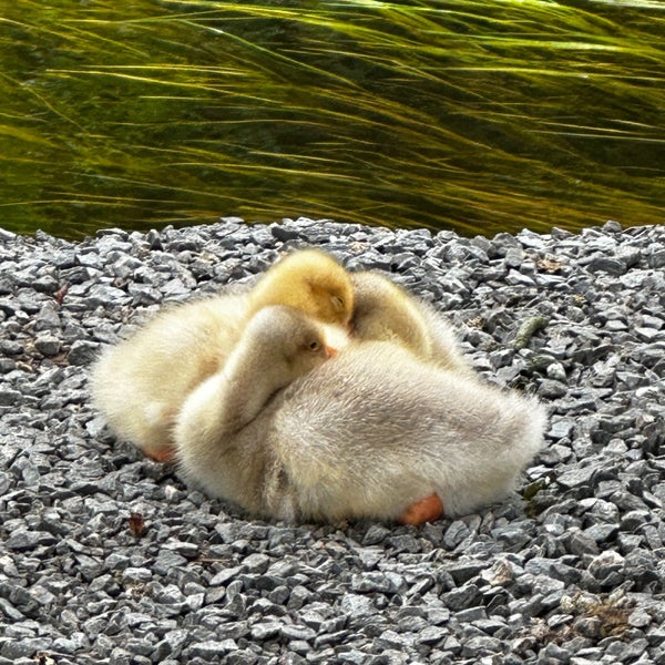 Cahir Castle - Caher, Co Tipperary