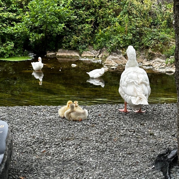 Cahir Castle - Caher, Co Tipperary