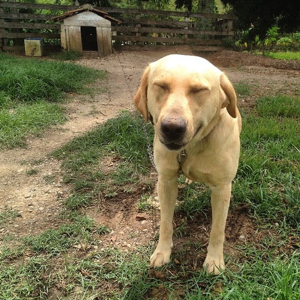 Fazenda Do Pim - Farm