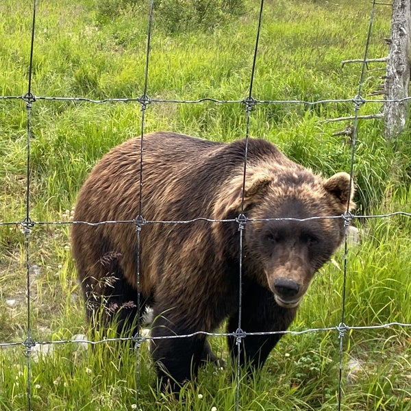 Alaska Wildlife Conservation Center - Zoo