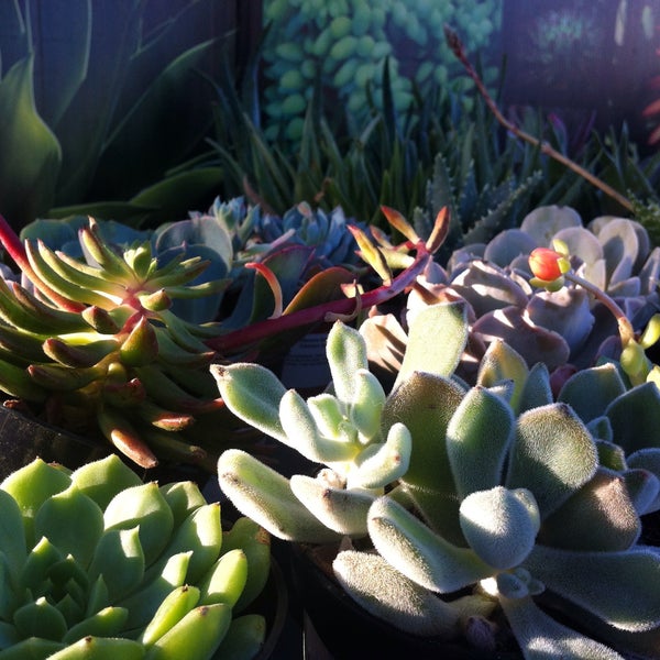 Fiesta Gardens - Toronto, ON