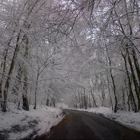 Epping Forest - Loughton, Essex