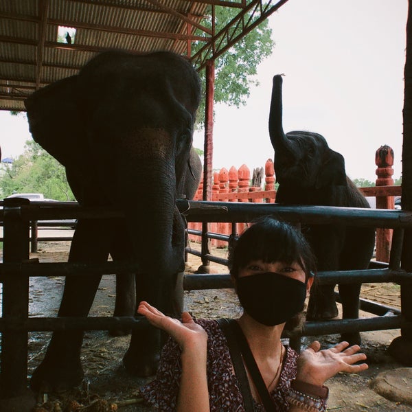 Elephantstay - Stable