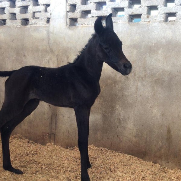 حلويات سنابل السلام - sanabel alsalam sweets,