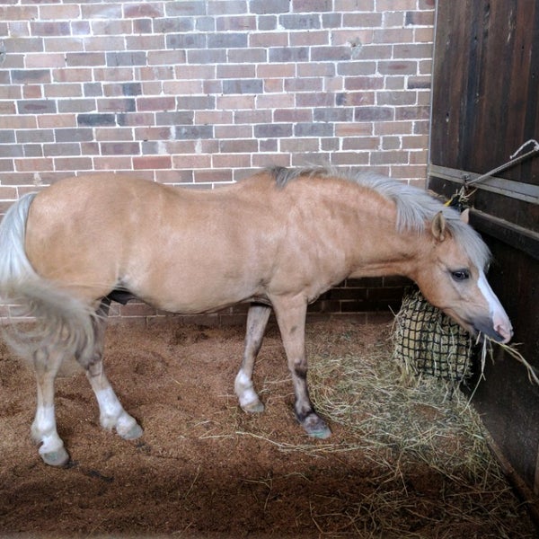 Centennial Parklands Equestrian Centre - 120 visitors