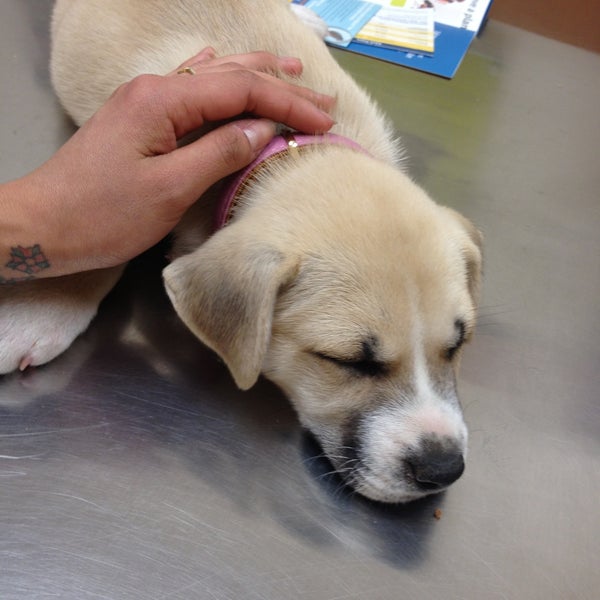Photos at PetSmart - Brea, CA