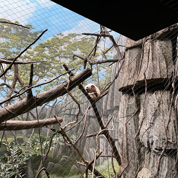 Madagascar - Zoo in Bronx