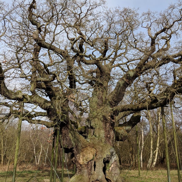 Major Oak - Edwinstowe, Nottinghamshire
