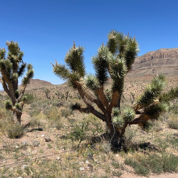 Joshua Tree Forest - Park in Meadview