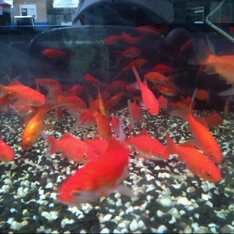 Pet masters - 3 tips from 111 visitors