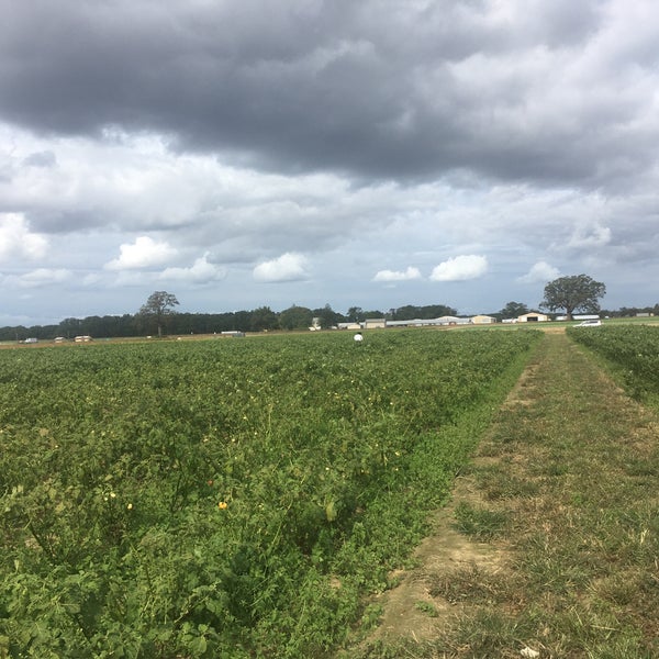 Hallock's U-Pick Farm - Farm in New Egypt