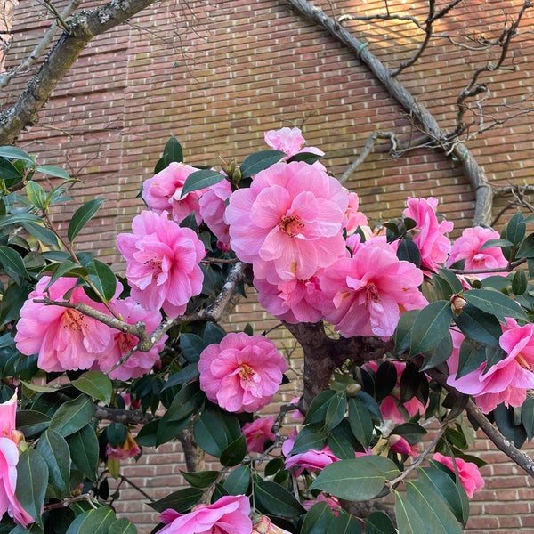 Filoli Rose Garden - Redwood City, CA