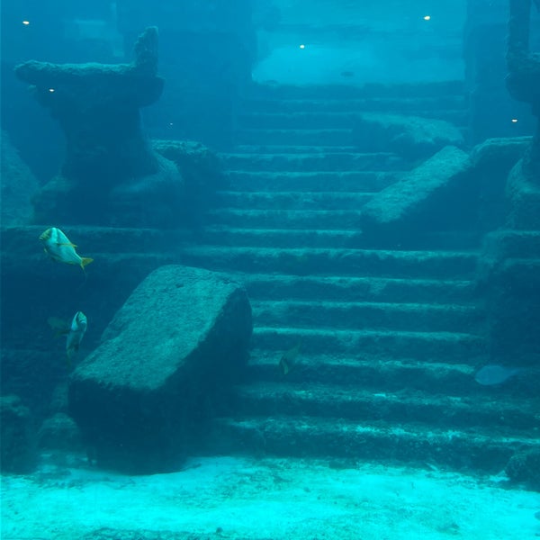 The Dig - Aquarium in Paradise Island