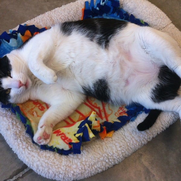 SPCA - North Valley - Reno, NV