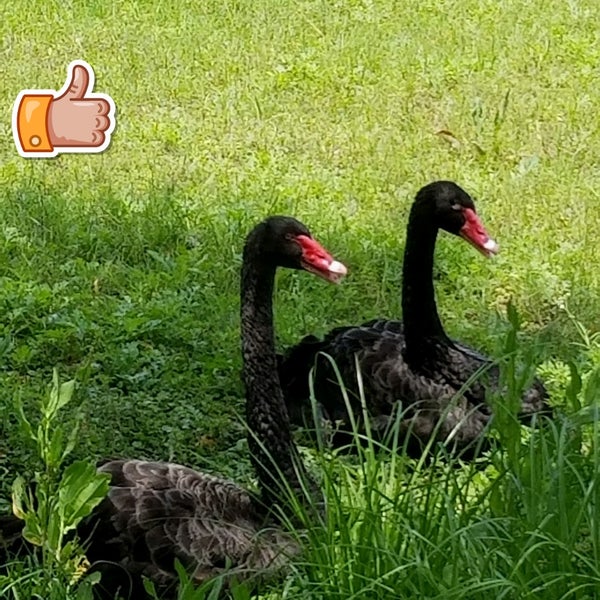 Bayou Wildlife Park - 4 tips