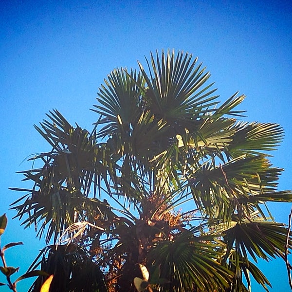 Castano Primo - 1 tip