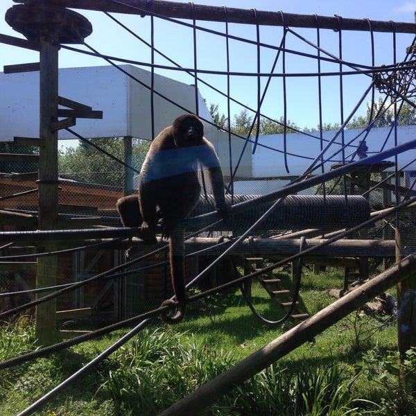 Monkey World - Ape Rescue Centre - Zoo