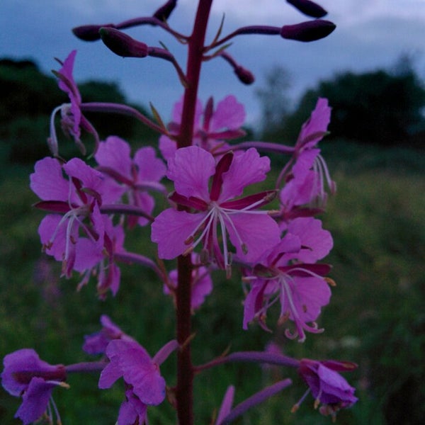 Fenor Bog - Ballyscanlon Rd.
