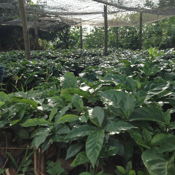 Goat Coffee กาแฟตราแพะ