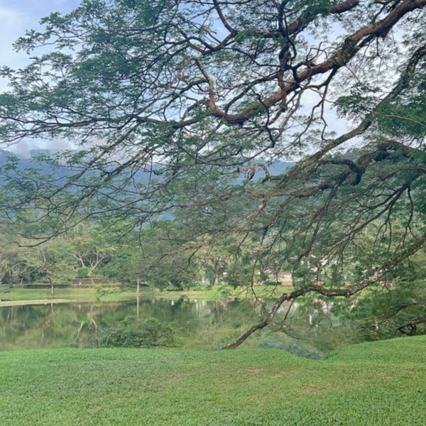 Raintree Walk - Bandar Taiping, Perak