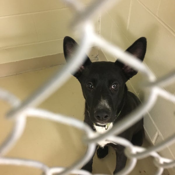 Humane Society of Indianapolis - Indianapolis, IN