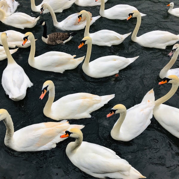 River Kennet - 2 tips