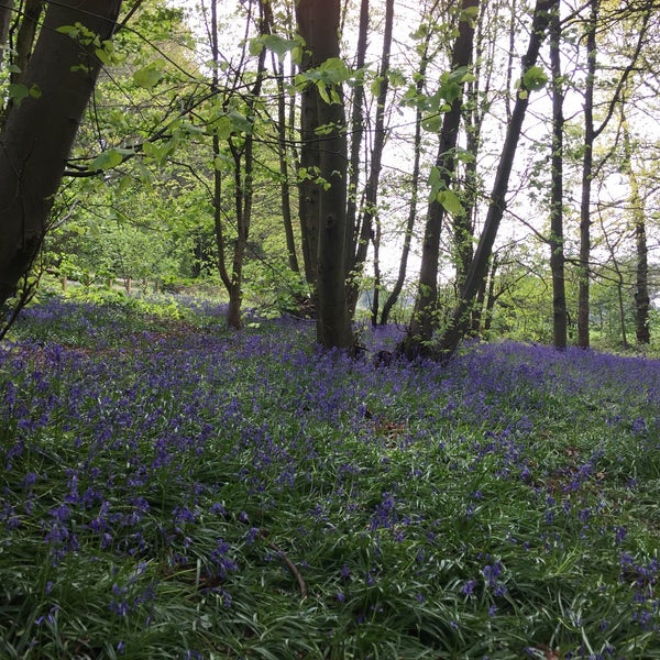 Himley Plantation - Forest