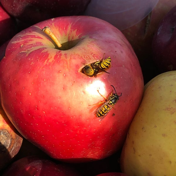 Milk Pail Farms - Watermill, NY