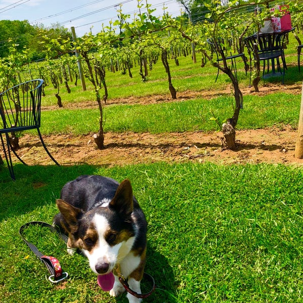 Photos at Three Fox Vineyards - Winery in Delaplane