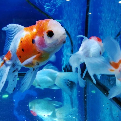 Dobbies Garden Centre Fish Tanks | Fasci Garden