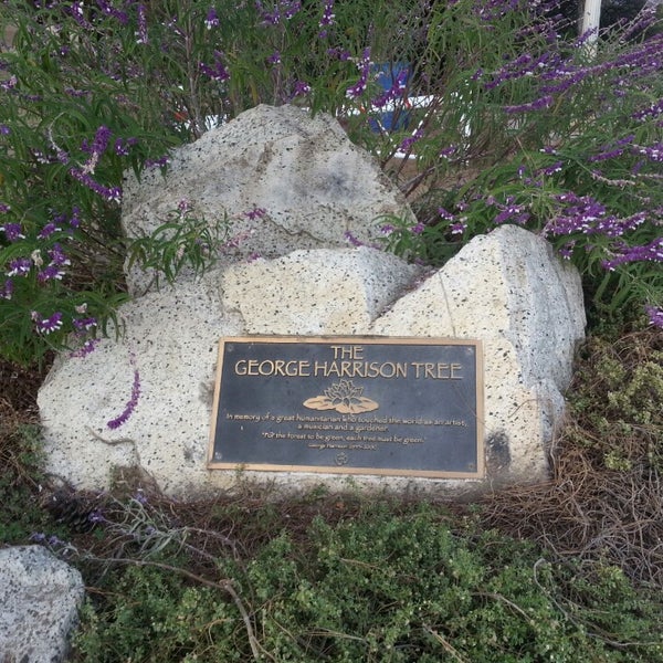 Photos at The George Harrison Tree - 2 tips