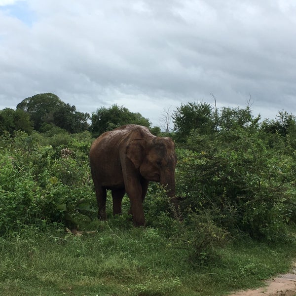 Udawalawa National Forest Reserve - 17 tips from 682 visitors