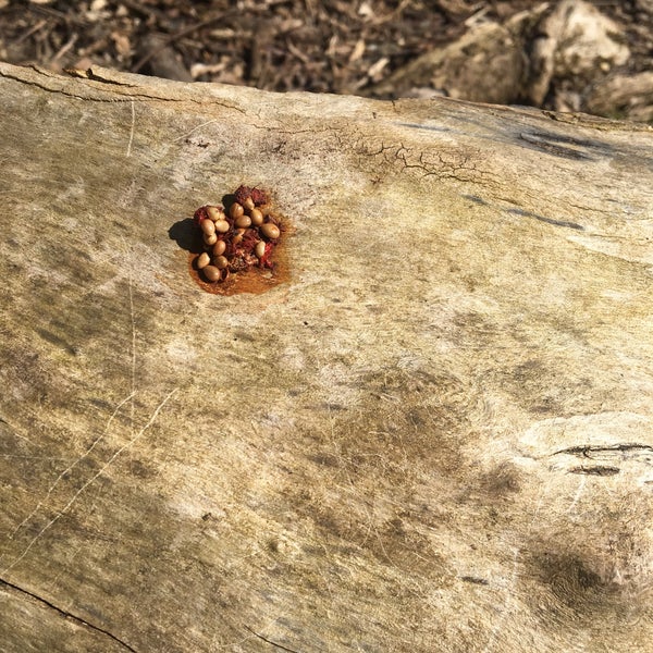 ForMar Nature Preserve & Arboretum - Park in Burton