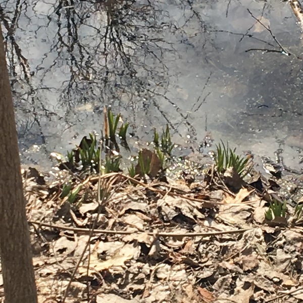 ForMar Nature Preserve & Arboretum - Park in Burton